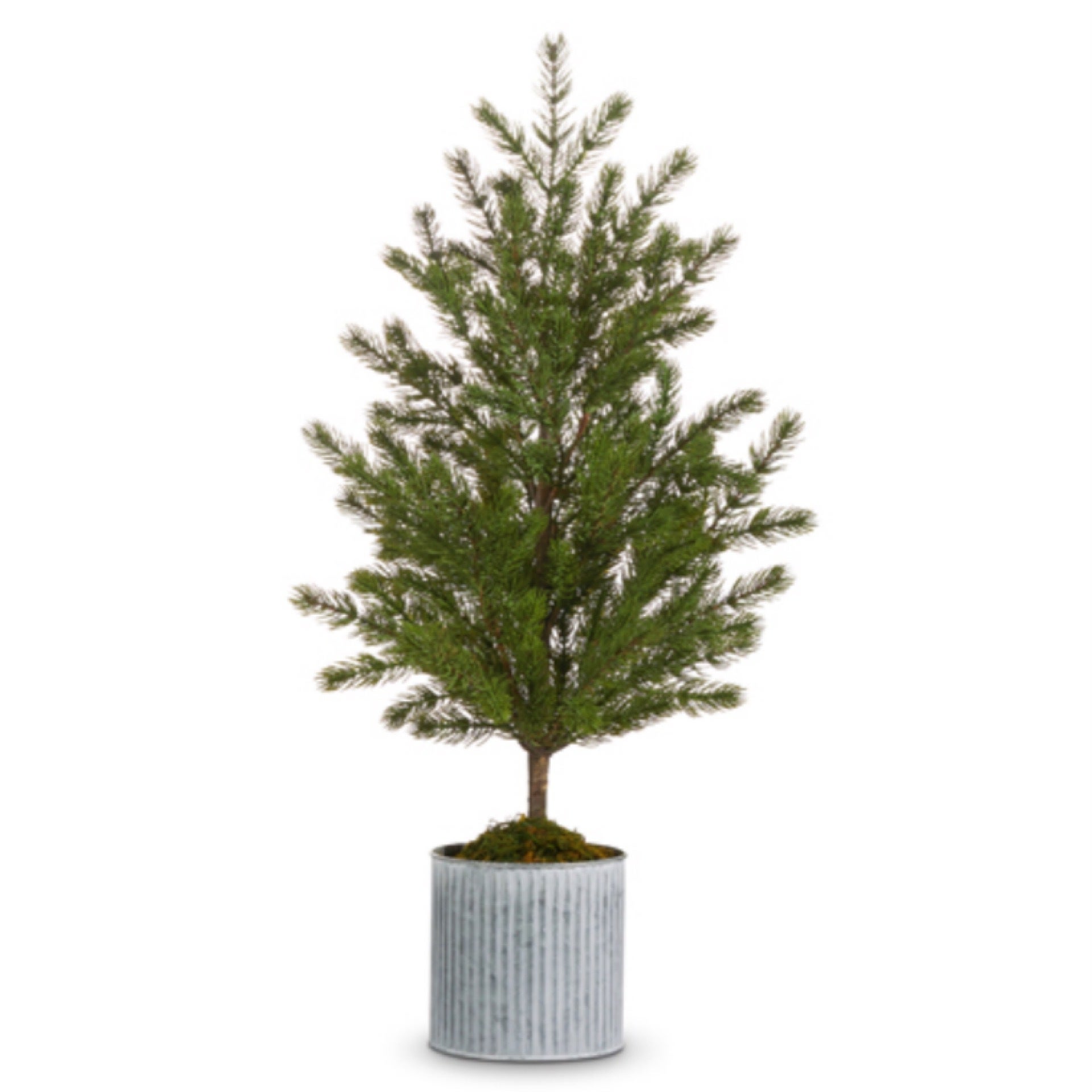 Potted Tree in Bucket | Timber & Fieldstone